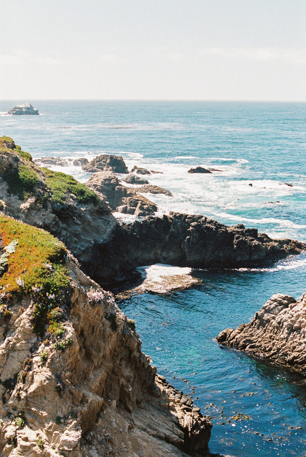 Marine Extracts: Longevity Health Benefits | Serena Loves
